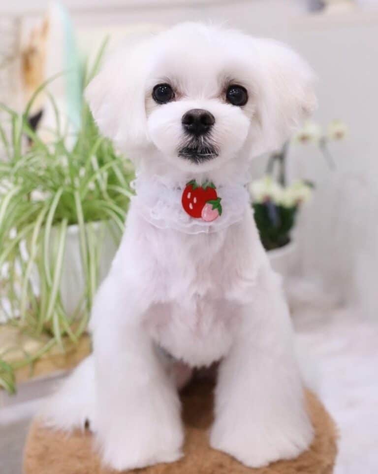 51 Best Maltese Haircuts With Pictures! (2025 Updated)