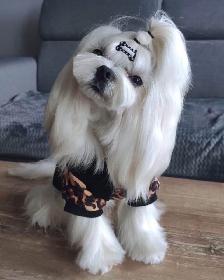 51 Best Maltese Haircuts With Pictures! (2026 Updated)