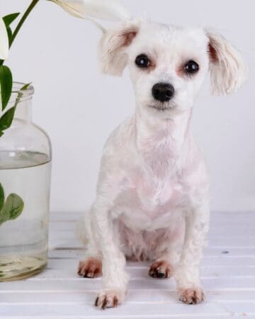 51 Best Maltese Haircuts With Pictures! (2025 Updated)