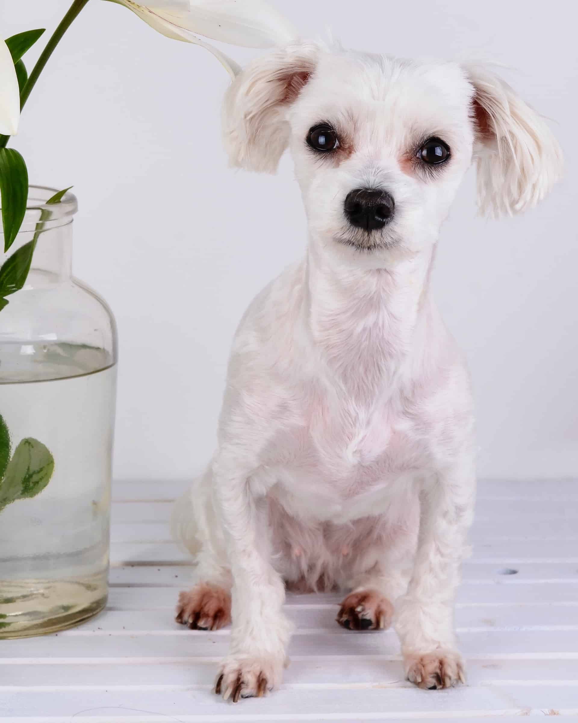 51 Best Maltese Haircuts With Pictures! (2025 Updated)