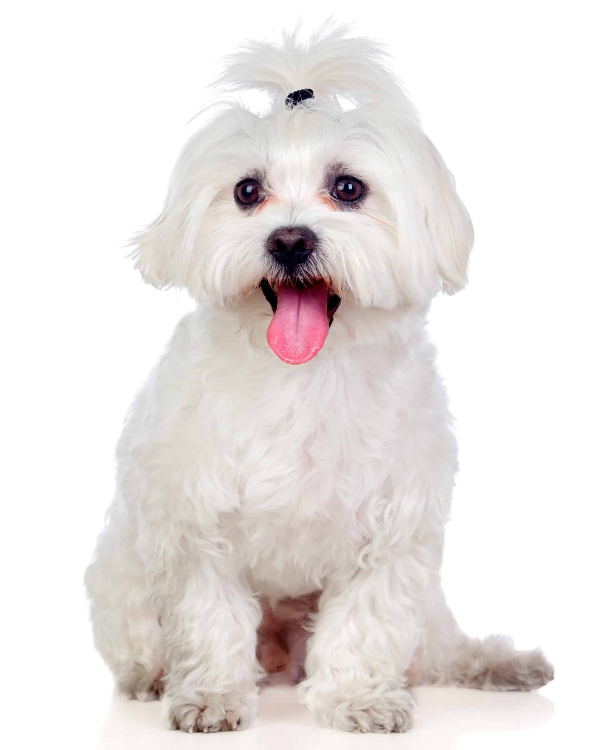 51 Best Maltese Haircuts With Pictures! (2025 Updated)