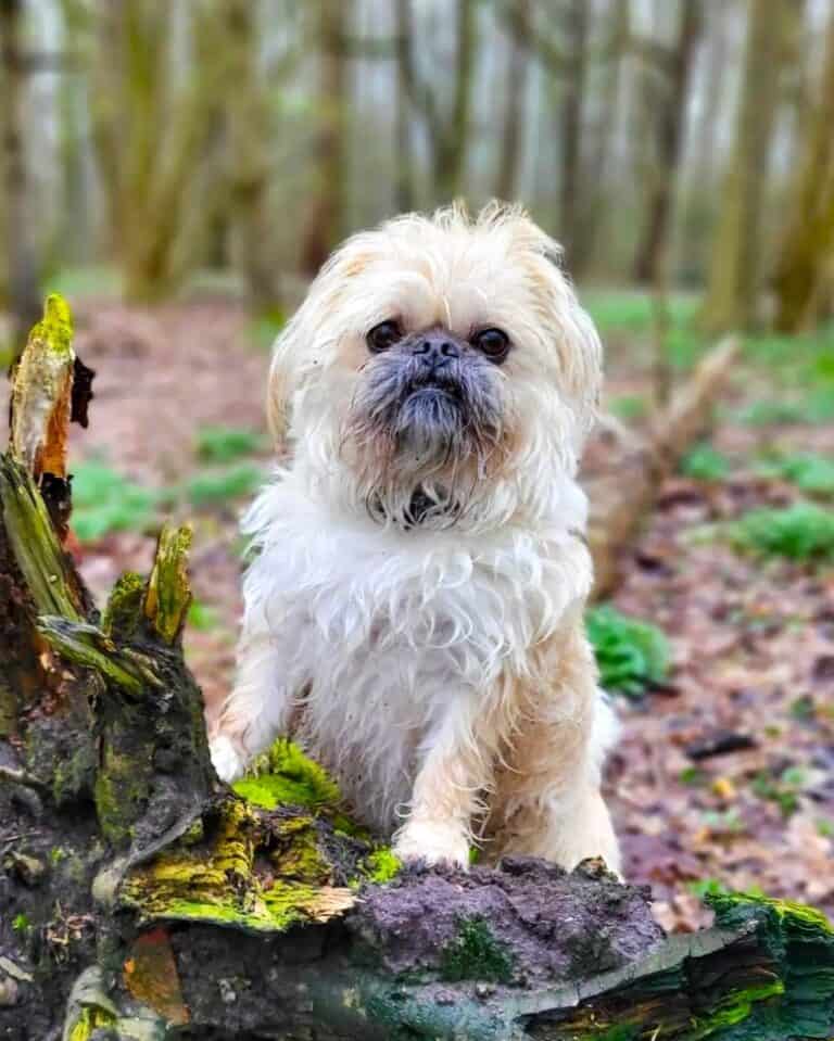 Long-Haired Pug: Myth or Truth? - Everything You Need to Know