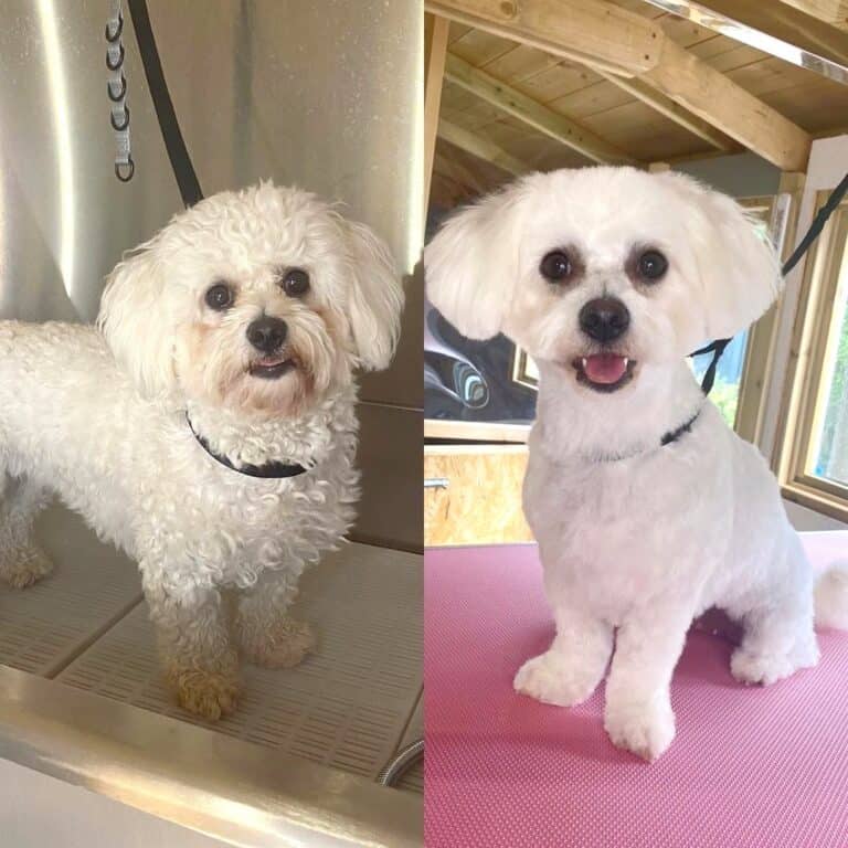 9 Best Maltipoo Haircuts With Pictures! (2026 Updated)