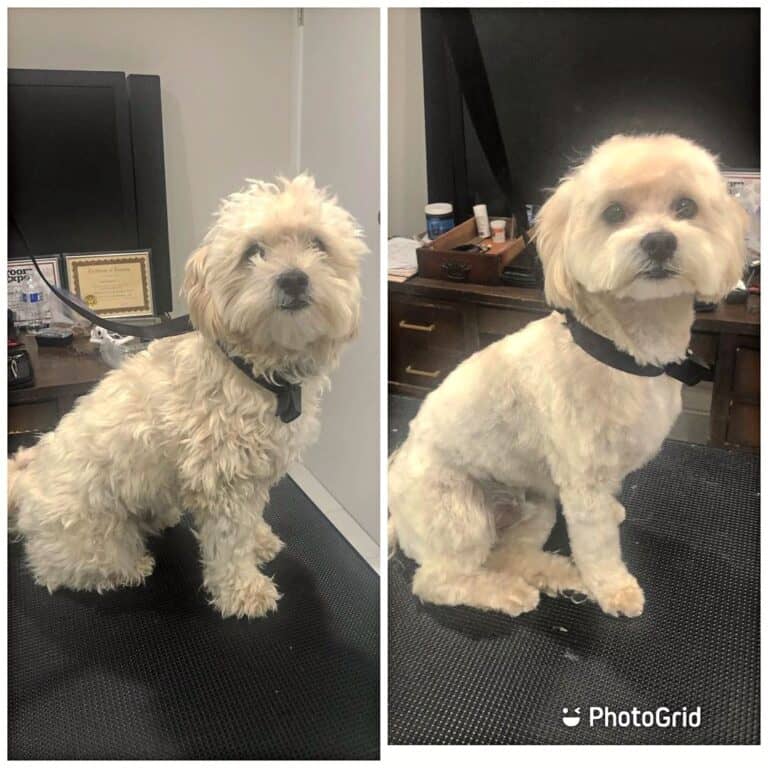 9 Best Maltipoo Haircuts With Pictures! (2025 Updated)