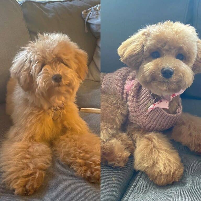 9 Best Maltipoo Haircuts With Pictures! (2026 Updated)