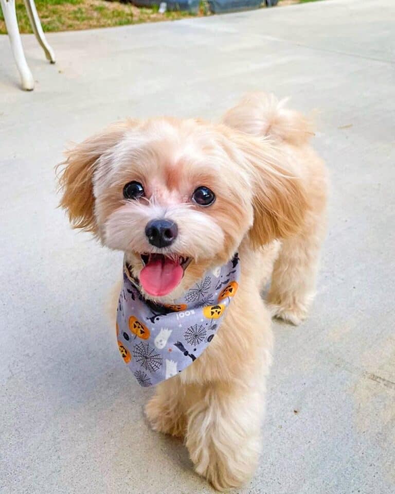 9 Best Maltipoo Haircuts With Pictures! (2025 Updated)