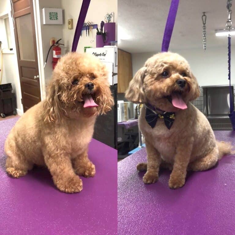 9 Best Maltipoo Haircuts With Pictures! (2025 Updated)