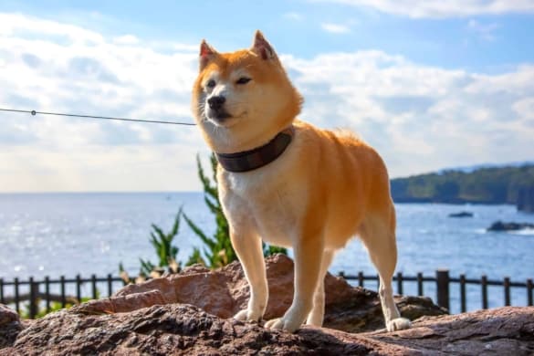 Mame Shiba Inu: Breed Info, Pictures, Traits & Care Guide