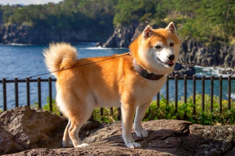 Mame Shiba Inu: Breed Info, Pictures, Traits & Care Guide