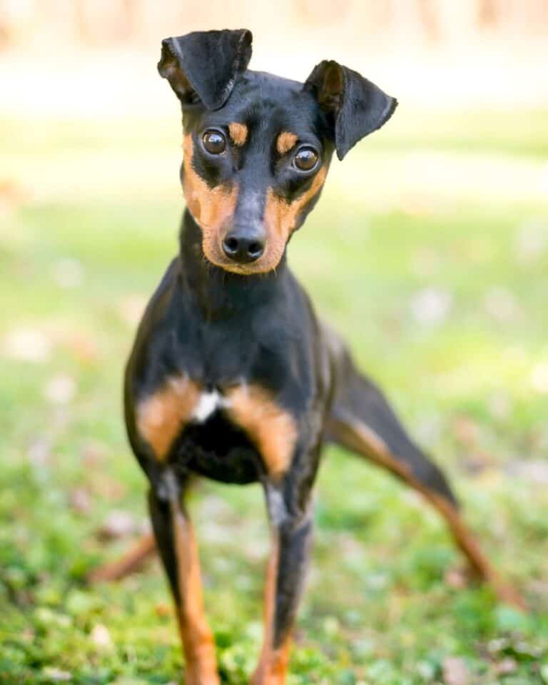 24 Small Dog Breeds With Short Hair (Low Grooming Needs)