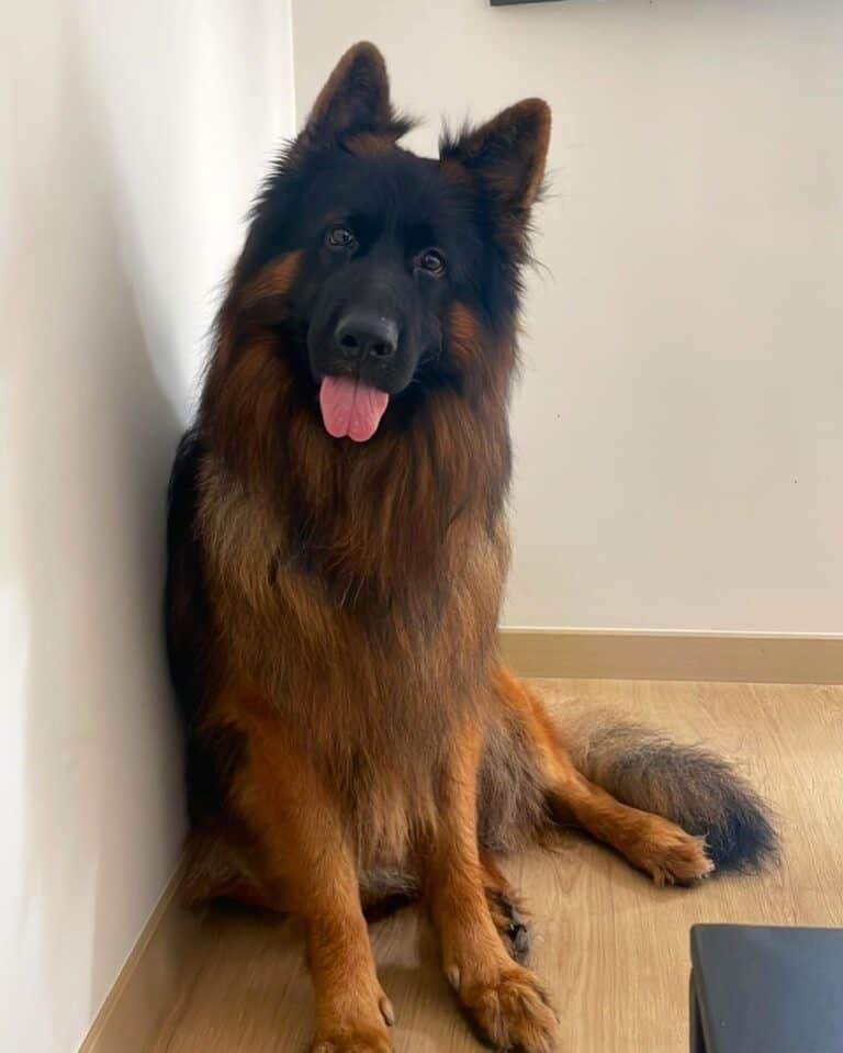 21 German Shepherd Colors & Markings (With Pictures!)