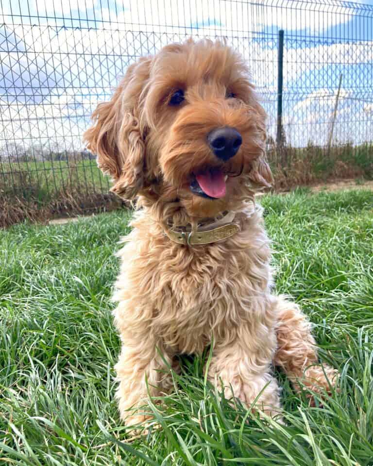 14 Best Cockapoo Haircuts With Pictures! (2025 Updated)