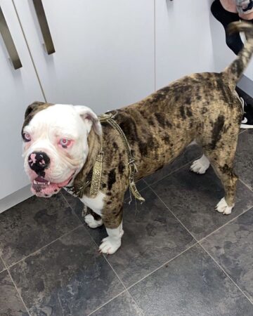 16 American Bulldog Colors & Markings (With Pictures)