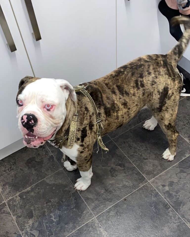 16 American Bulldog Colors & Markings (With Pictures)