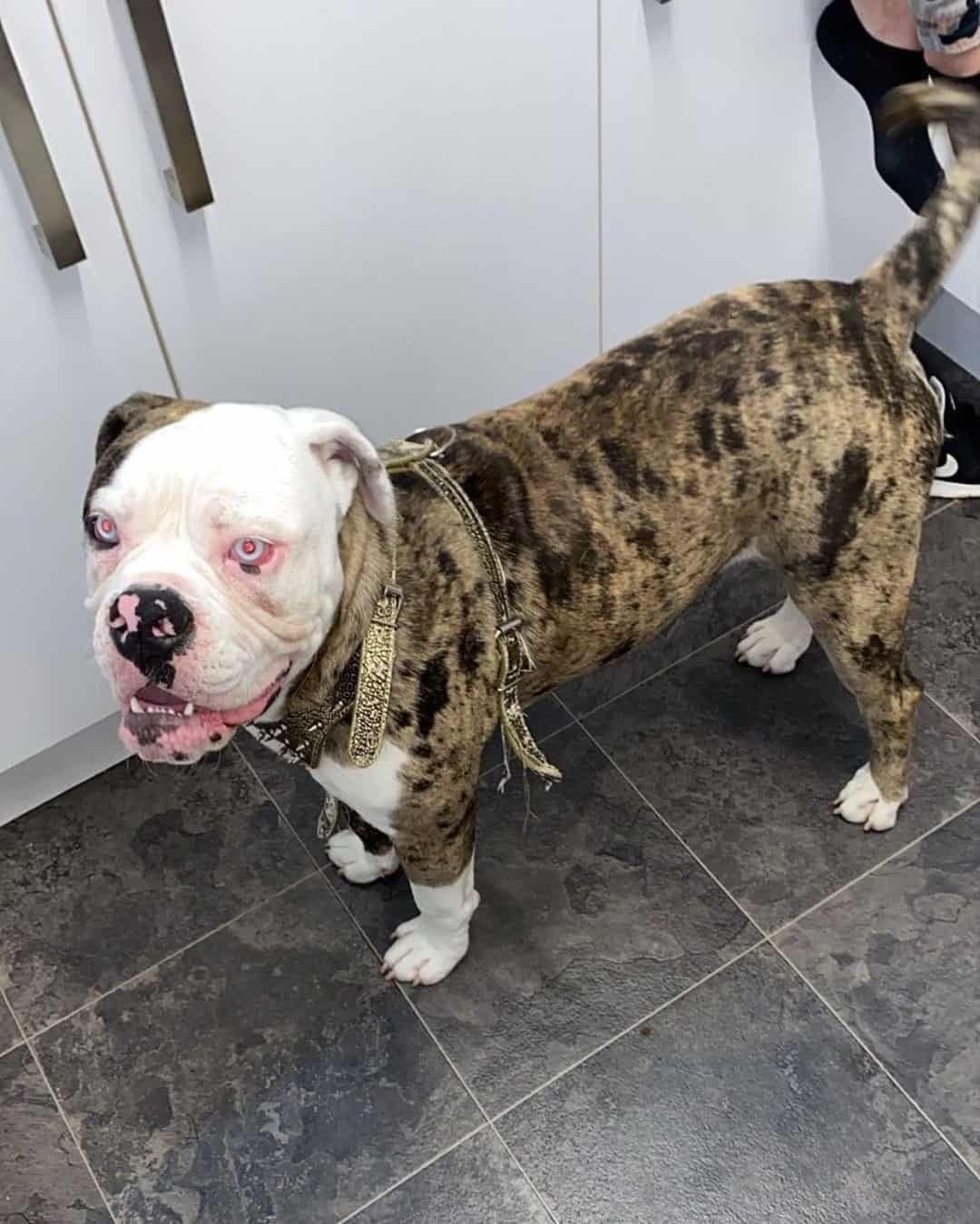 16 American Bulldog Colors & Markings (With Pictures)