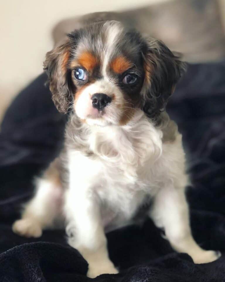 9 Cavalier King Charles Spaniel Colors (With Pictures)