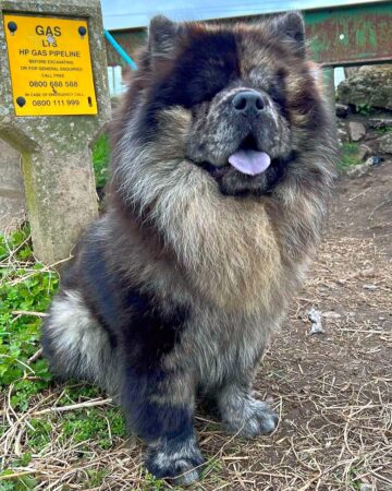 13 Chow Chow Colors, Markings & Patterns (With Pictures)
