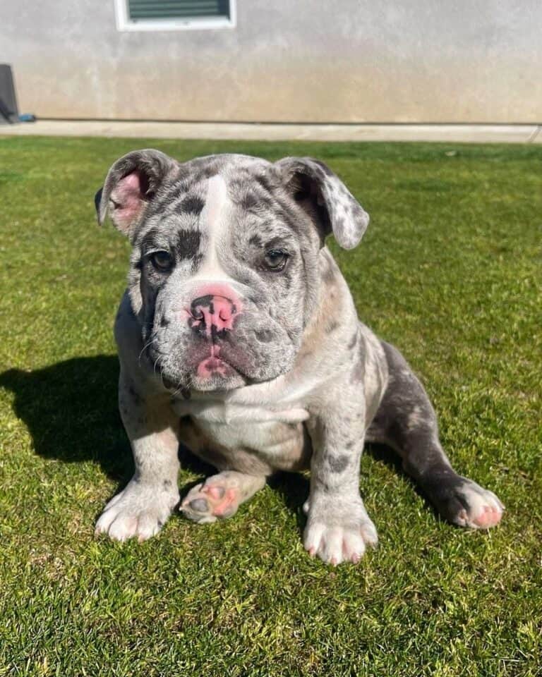 Tri-Color English Bulldog: Breed Info, Pictures, Traits & Facts