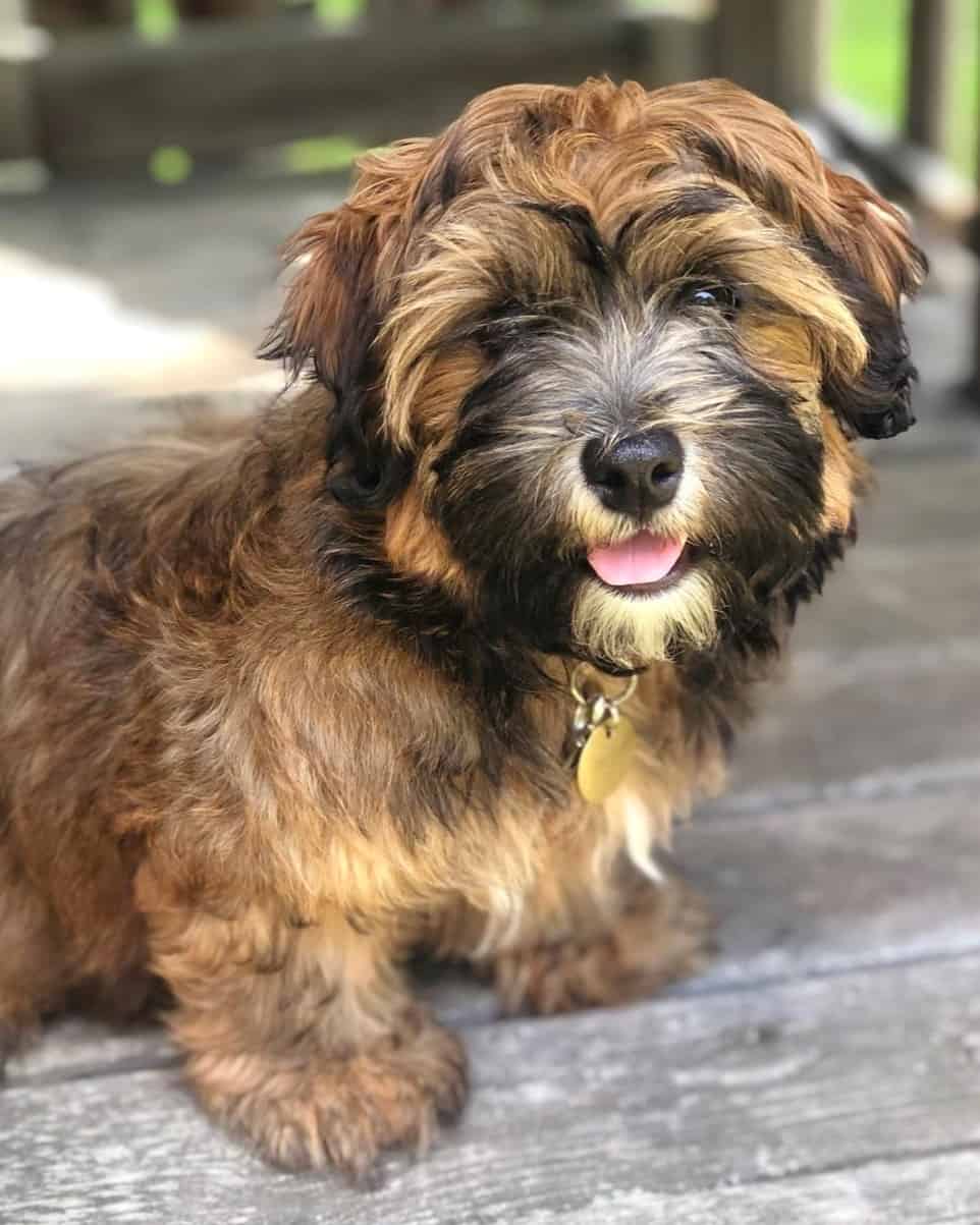 31 Best Havanese Haircuts With Pictures! (2025 Updated)