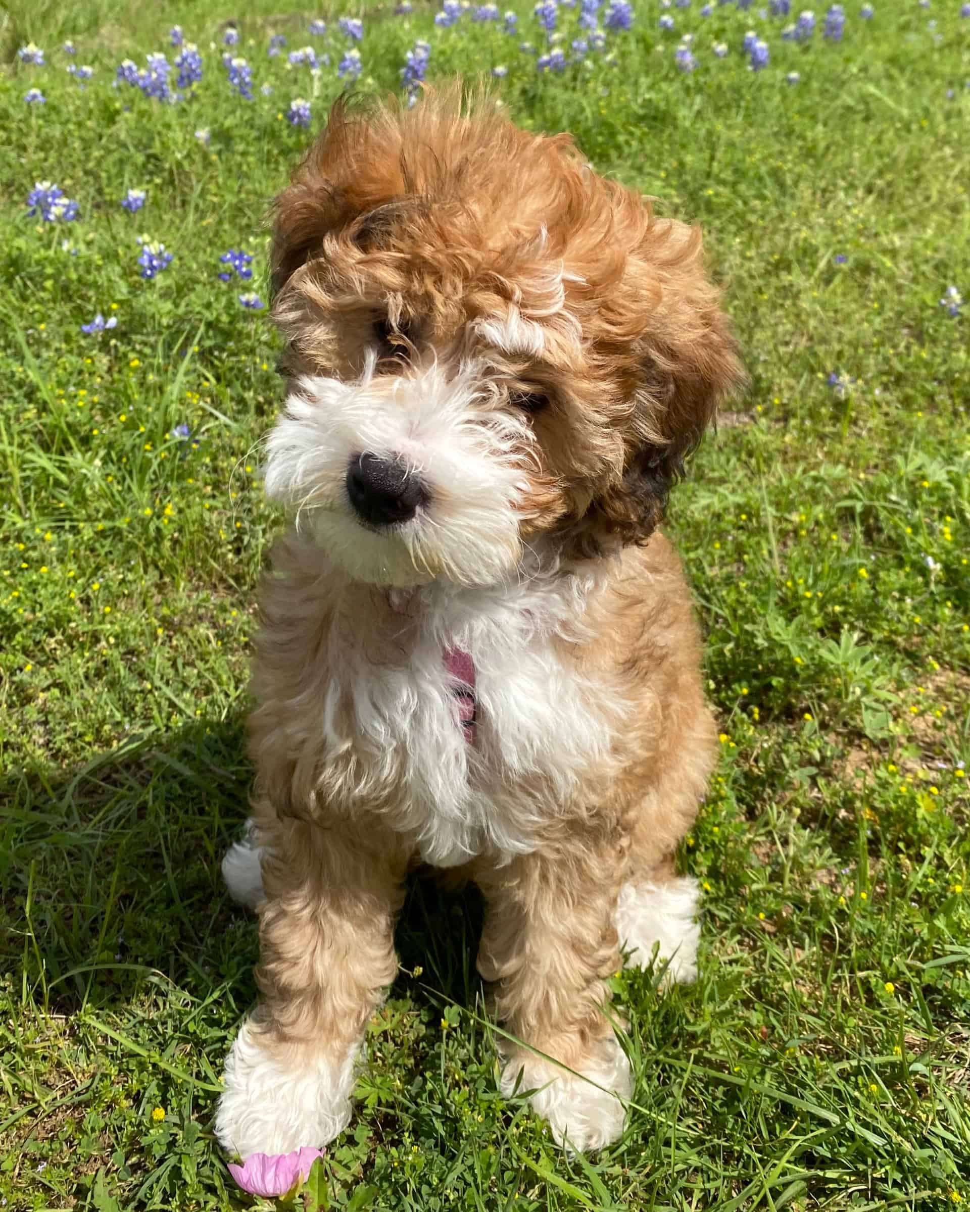 18 Best Mini Doodle Breeds for Tiny Dog Lovers (With Pictures)