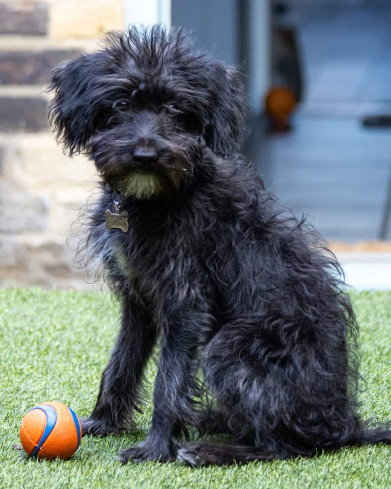 18 Best Mini Doodle Breeds for Tiny Dog Lovers (With Pictures)