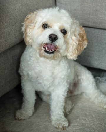 18 Best Mini Doodle Breeds for Tiny Dog Lovers (With Pictures)