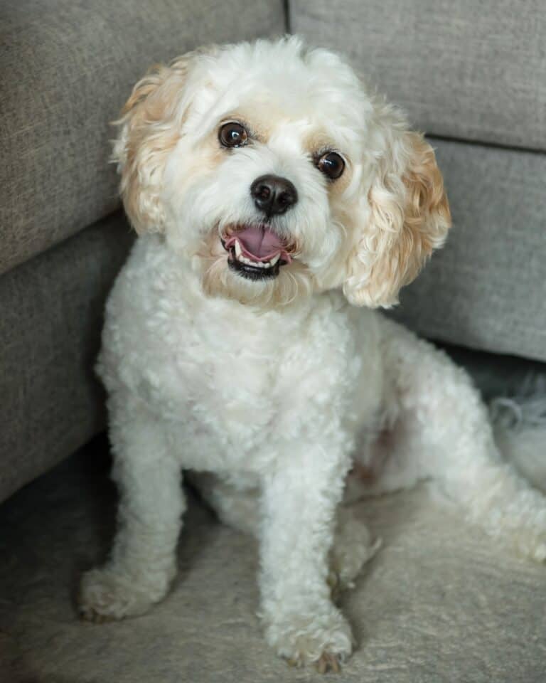 18 Best Mini Doodle Breeds for Tiny Dog Lovers (With Pictures)