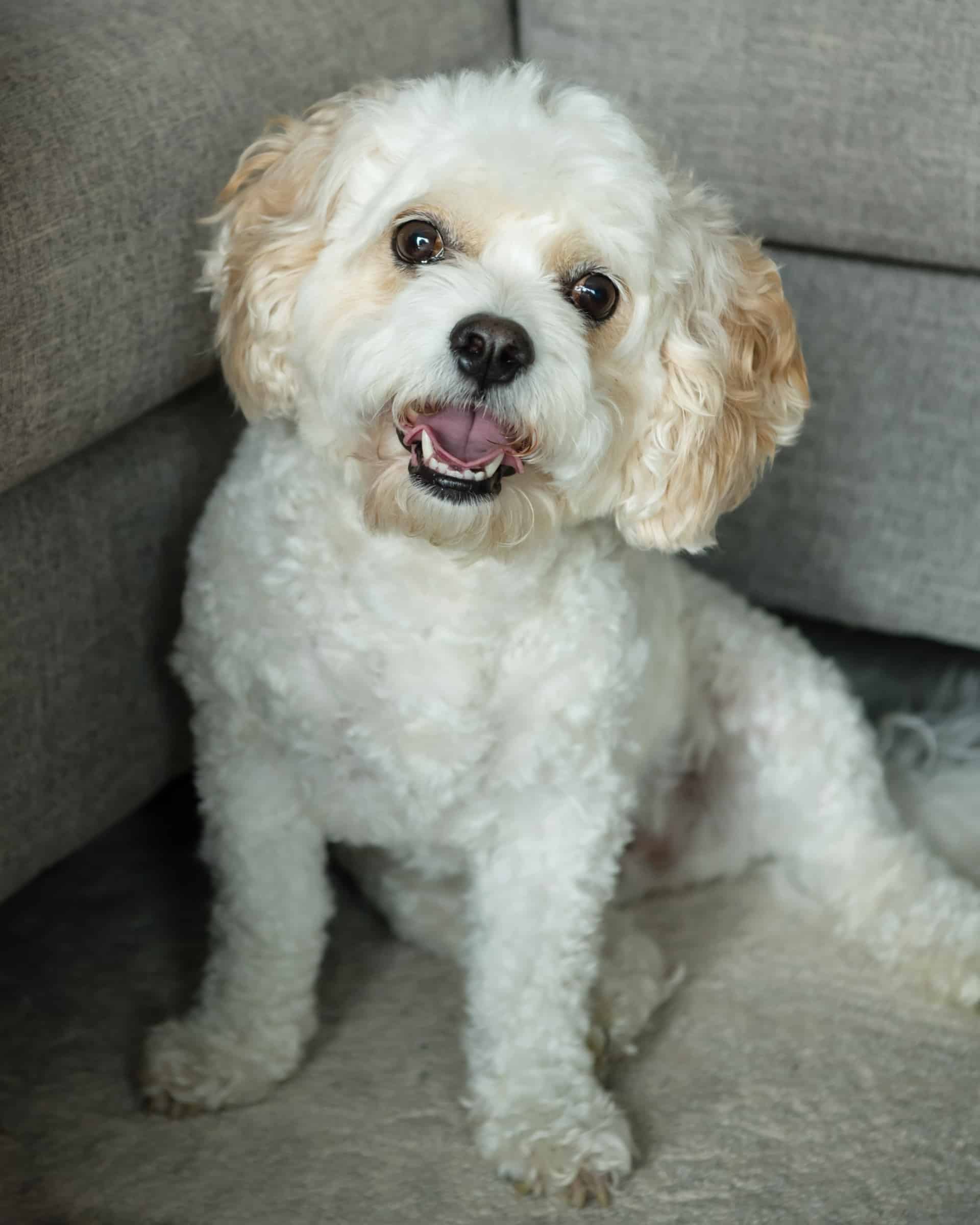 18 Best Mini Doodle Breeds for Tiny Dog Lovers (With Pictures)