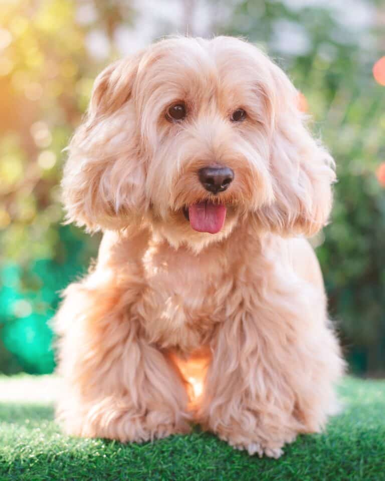 18 Best Mini Doodle Breeds for Tiny Dog Lovers (With Pictures)