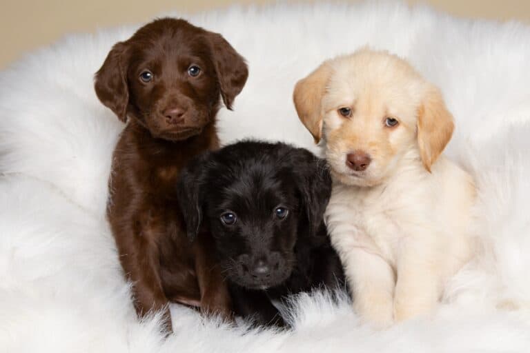 18 Best Mini Doodle Breeds for Tiny Dog Lovers (With Pictures)