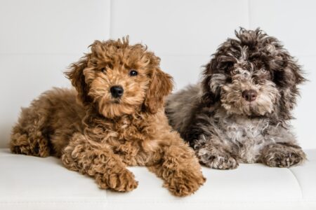 18 Best Mini Doodle Breeds for Tiny Dog Lovers (With Pictures)