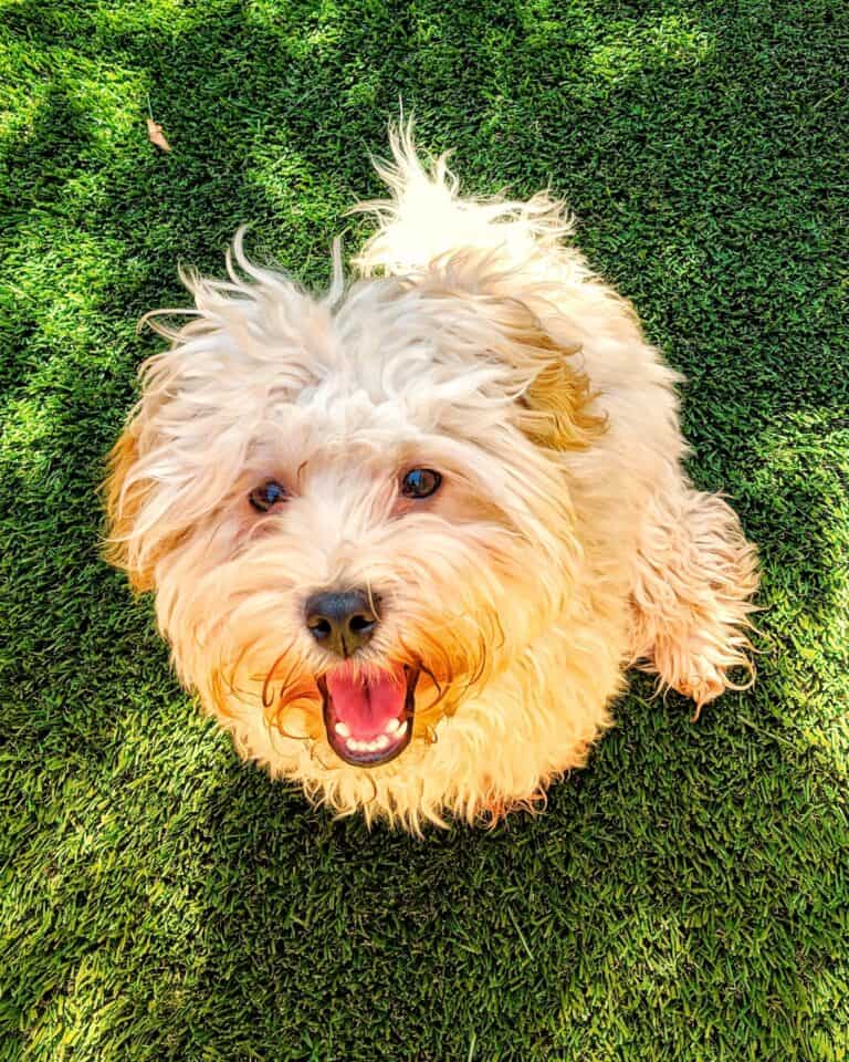 18 Best Mini Doodle Breeds for Tiny Dog Lovers (With Pictures)