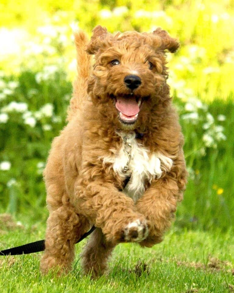 18 Best Mini Doodle Breeds for Tiny Dog Lovers (With Pictures)