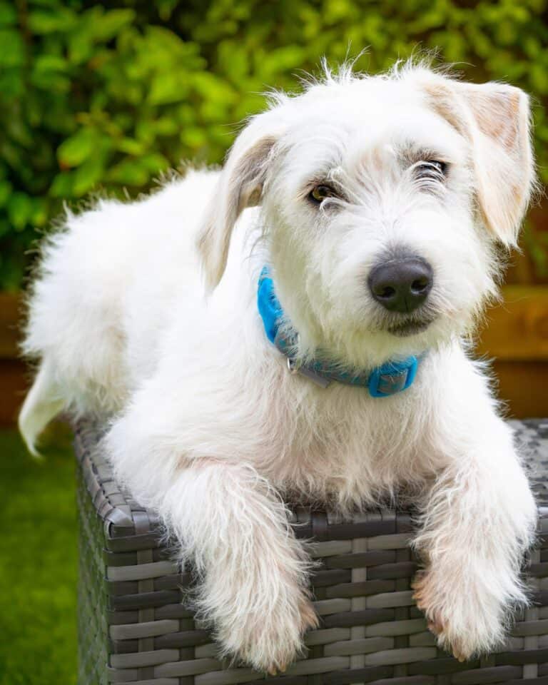 18 Best Mini Doodle Breeds for Tiny Dog Lovers (With Pictures)