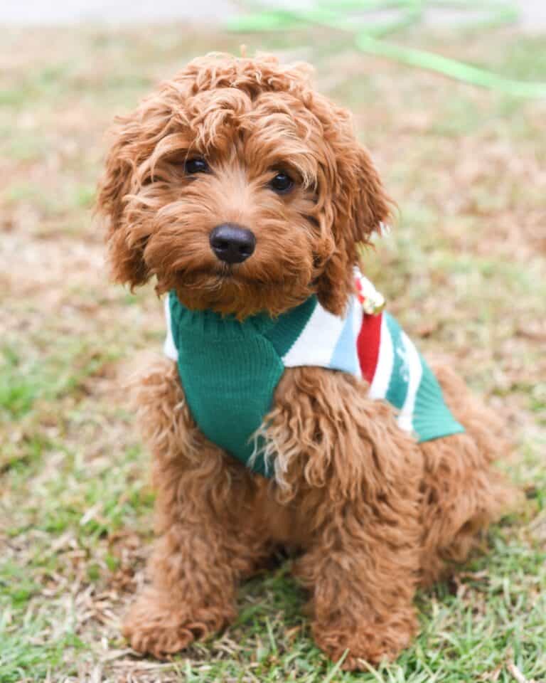 18 Best Mini Doodle Breeds for Tiny Dog Lovers (With Pictures)