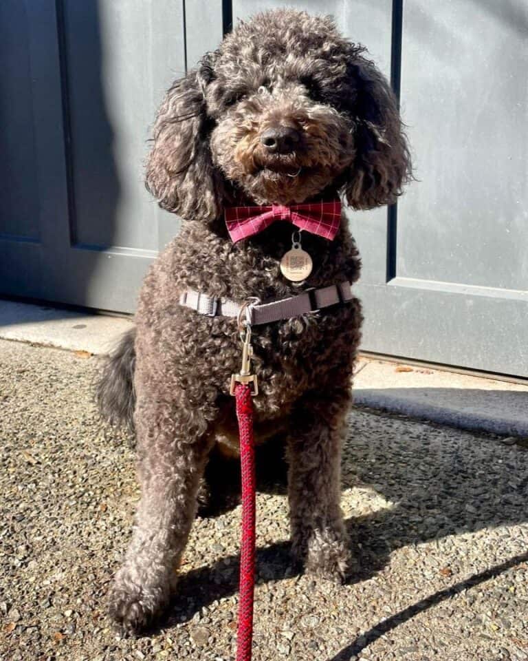 18 Best Mini Doodle Breeds for Tiny Dog Lovers (With Pictures)