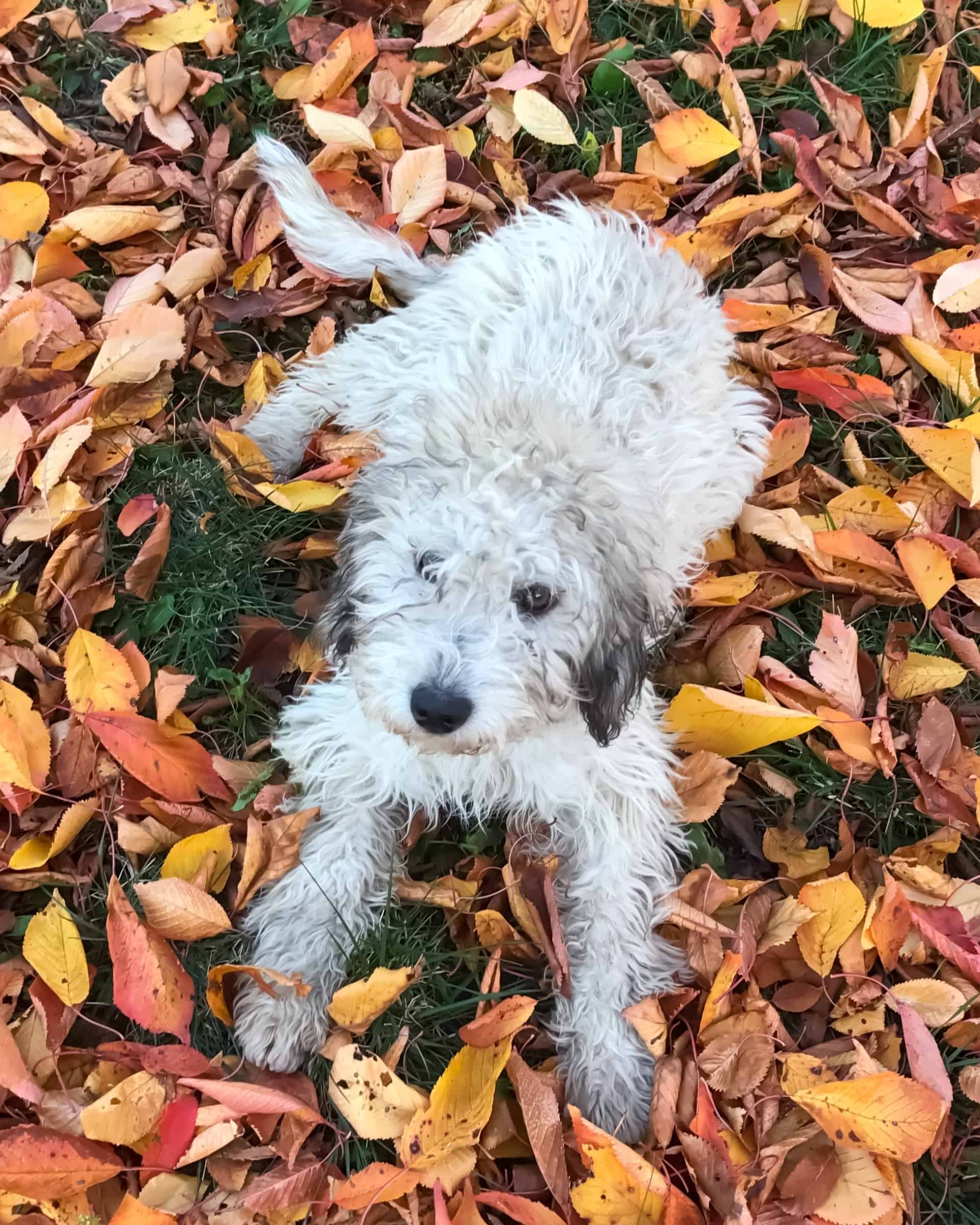 18 Best Mini Doodle Breeds for Tiny Dog Lovers (With Pictures)