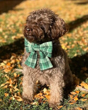 18 Best Mini Doodle Breeds for Tiny Dog Lovers (With Pictures)