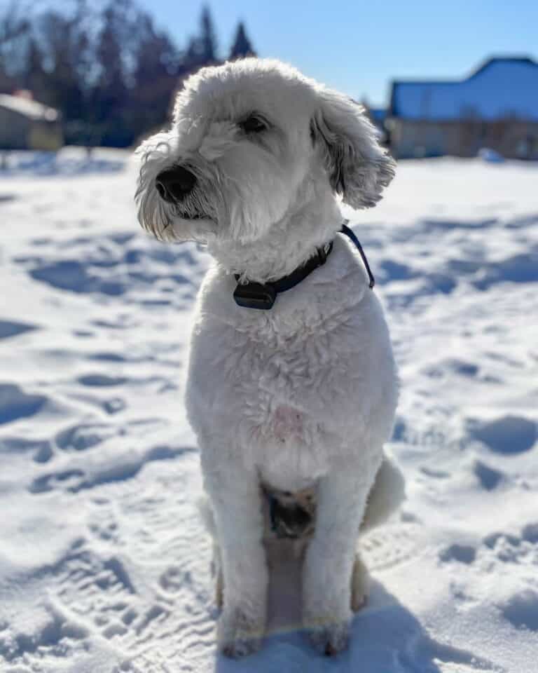 18 Best Mini Doodle Breeds for Tiny Dog Lovers (With Pictures)