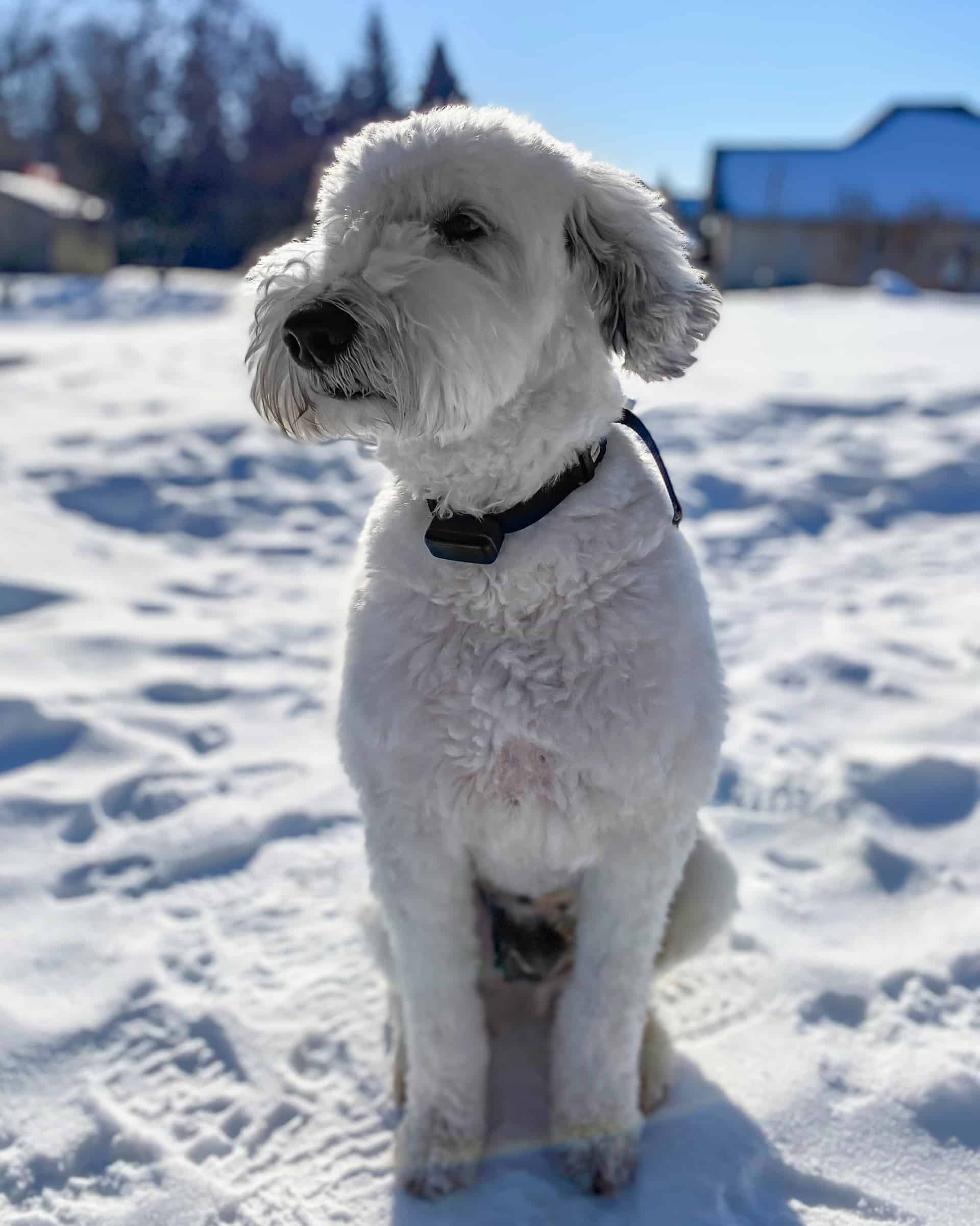 18 Best Mini Doodle Breeds for Tiny Dog Lovers (With Pictures)