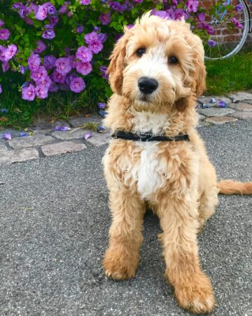 18 Best Mini Doodle Breeds for Tiny Dog Lovers (With Pictures)