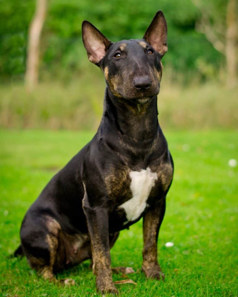 24 Small Dog Breeds With Short Hair (Low Grooming Needs)