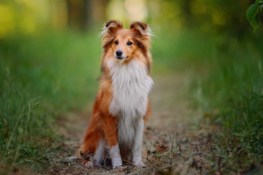Miniature Collie: Breed Info, Traits & Facts (With Pictures)