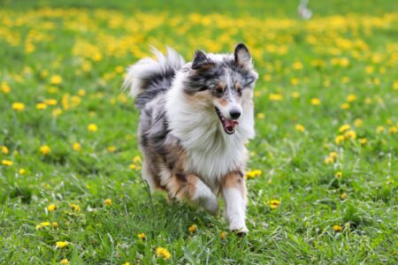 Miniature Collie: Breed Info, Traits & Facts (With Pictures)