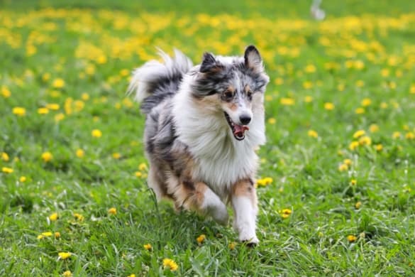 Miniature Collie: Breed Info, Traits & Facts (With Pictures)