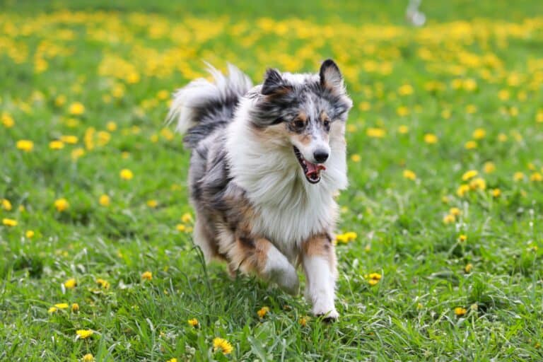 Miniature Collie: Breed Info, Traits & Facts (With Pictures)