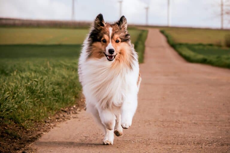 Miniature Collie: Breed Info, Traits & Facts (With Pictures)