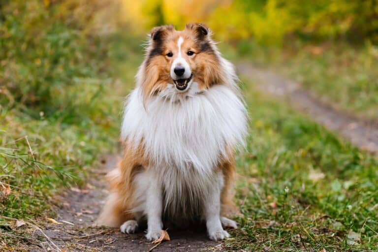 Miniature Collie: Breed Info, Traits & Facts (With Pictures)