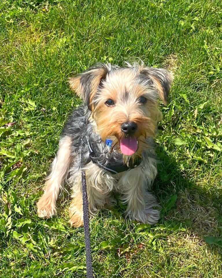 Morkie Poo | Mixed Breed Information, Pictures, Traits & Facts