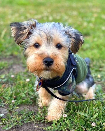 Morkie Poo | Mixed Breed Information, Pictures, Traits & Facts